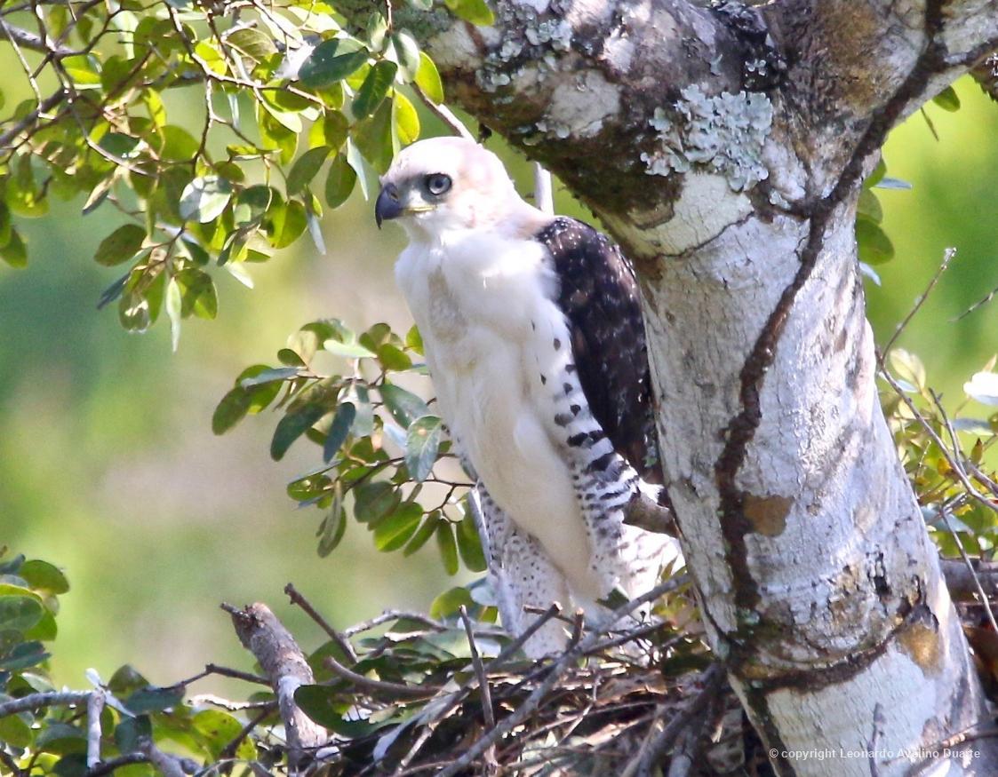 Gavião-de-penacho #234554 - Biofaces - Bring Nature Closer