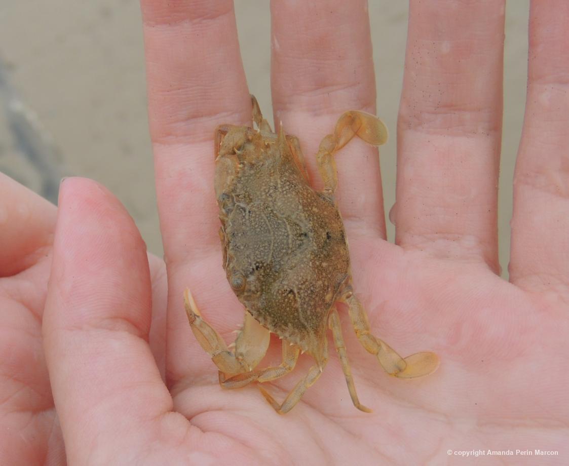 Callinectes #139354 - Biofaces - Bring Nature Closer