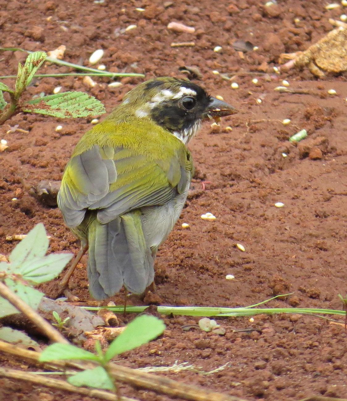 Tico #56998 - Biofaces - Bring Nature Closer