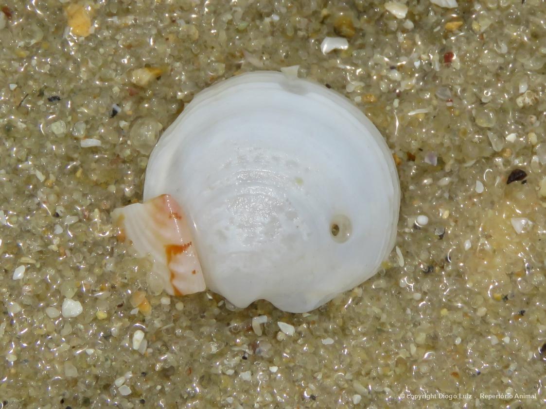 Anodontia #173981 - Biofaces - Bring Nature Closer