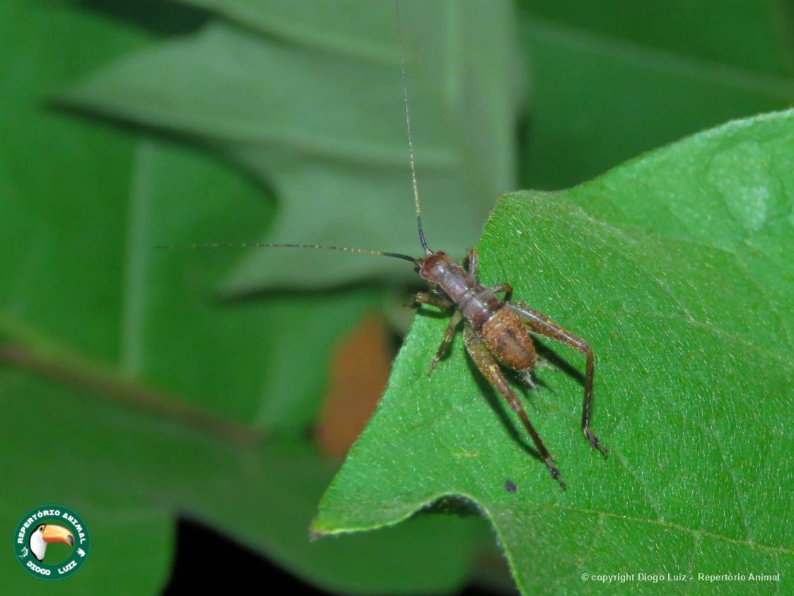 Trigonidiidae #202197 - Biofaces - Bring Nature Closer