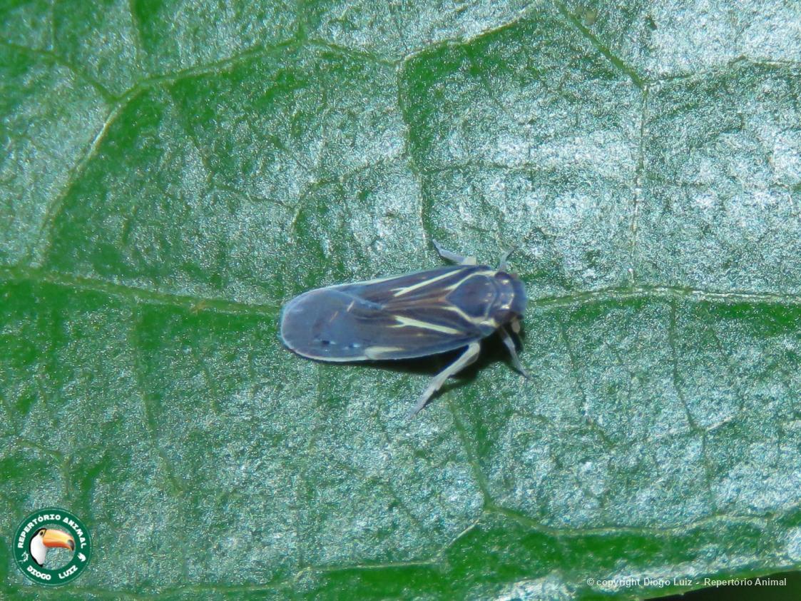 Achilidae #204910 - Biofaces - Bring Nature Closer