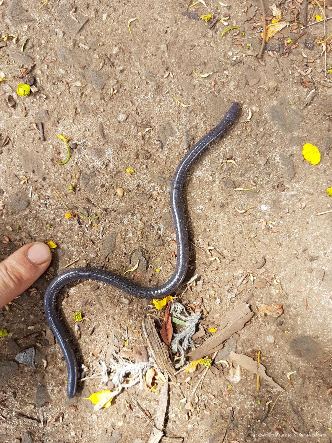 siphonops #212216 - Biofaces - Bring Nature Closer