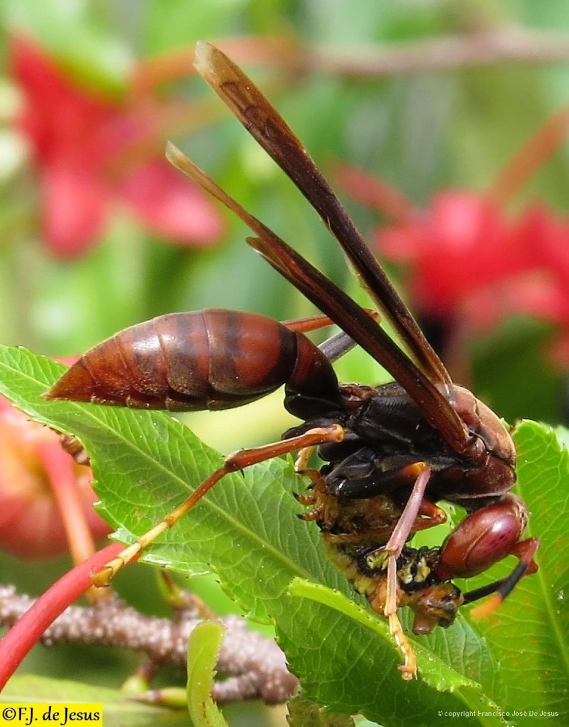 Marimbondo #89174 - Biofaces - Bring Nature Closer