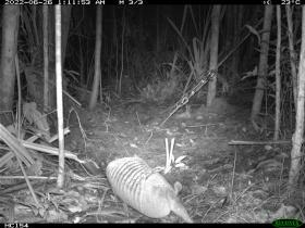 Dasypus kappleri #1976 - Biofaces - Bring Nature Closer