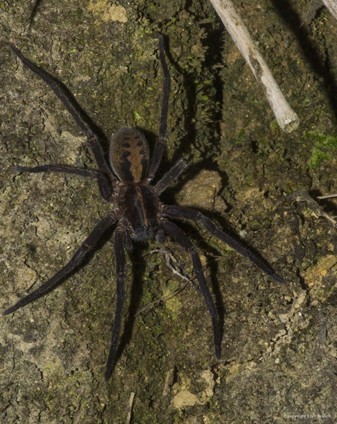 Ctenus #130484 - Biofaces - Bring Nature Closer