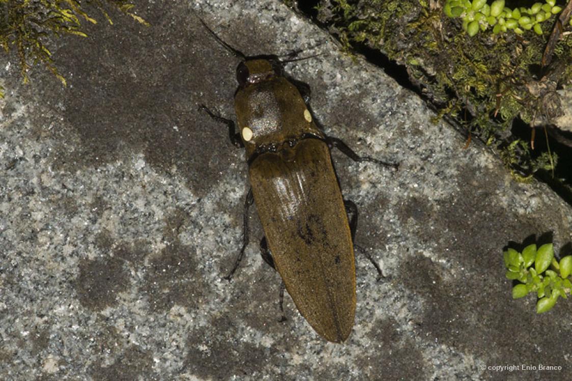 Pyrophorus #130490 - Biofaces - Bring Nature Closer