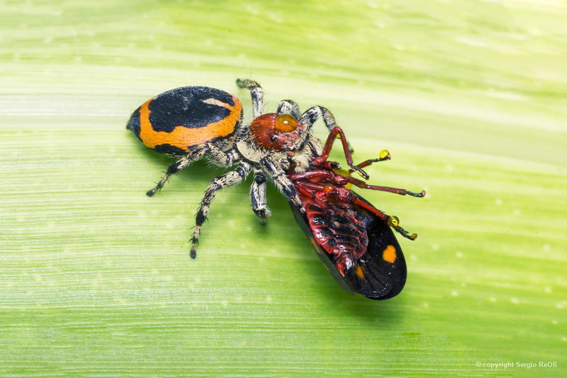 Papa #212082 - Biofaces - Bring Nature Closer