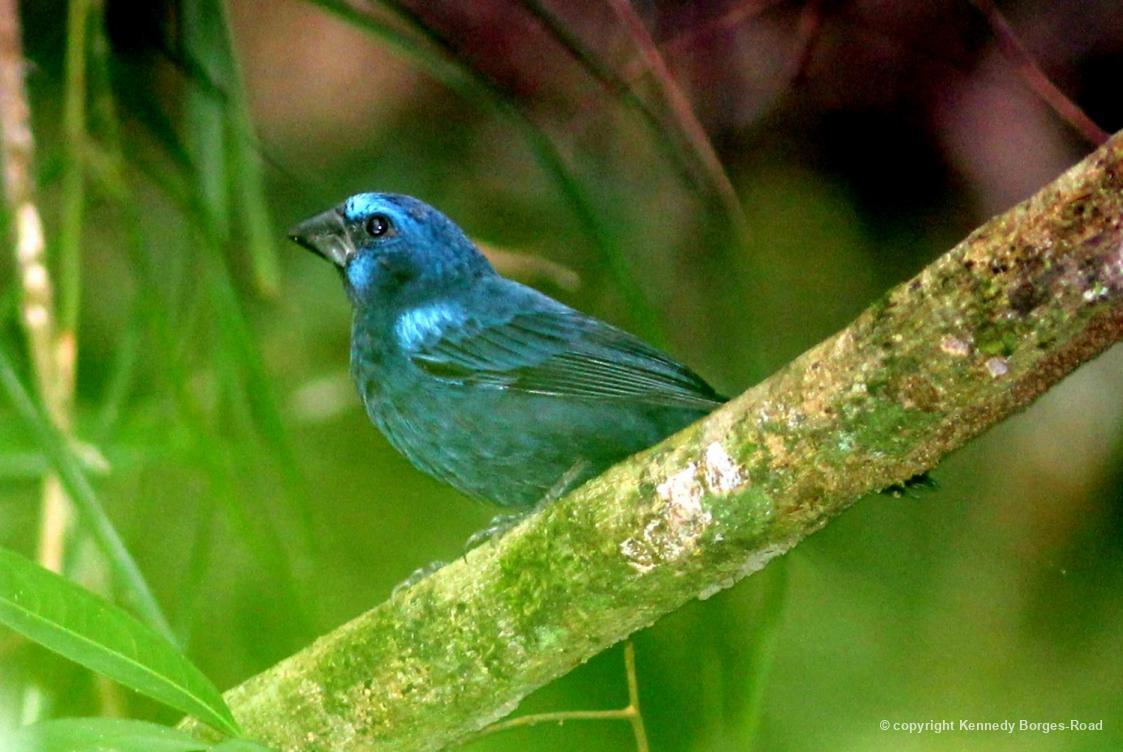 Azulão-da-amazônia #141038 - Biofaces - Bring Nature Closer