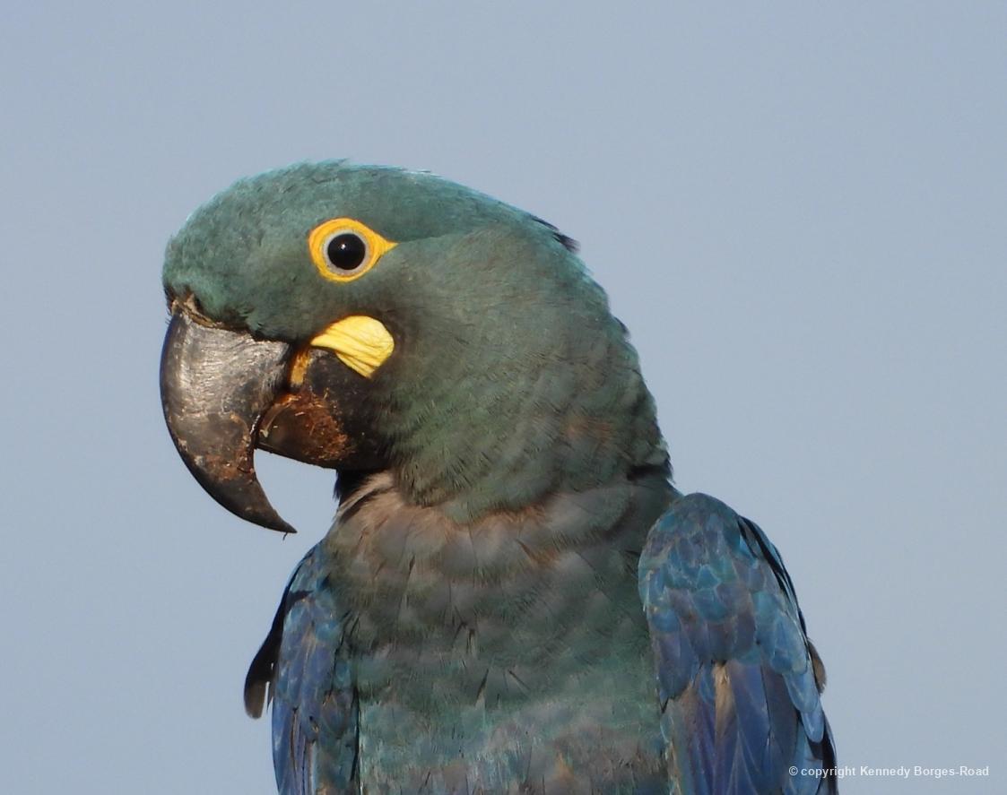 Arara-azul-de-lear #208295 - Biofaces - Bring Nature Closer