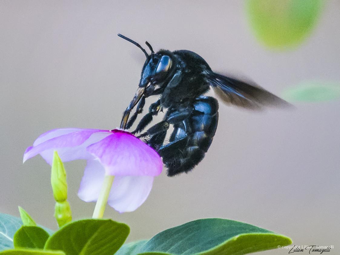 Mamangava-preta #195457 - Biofaces - Bring Nature Closer