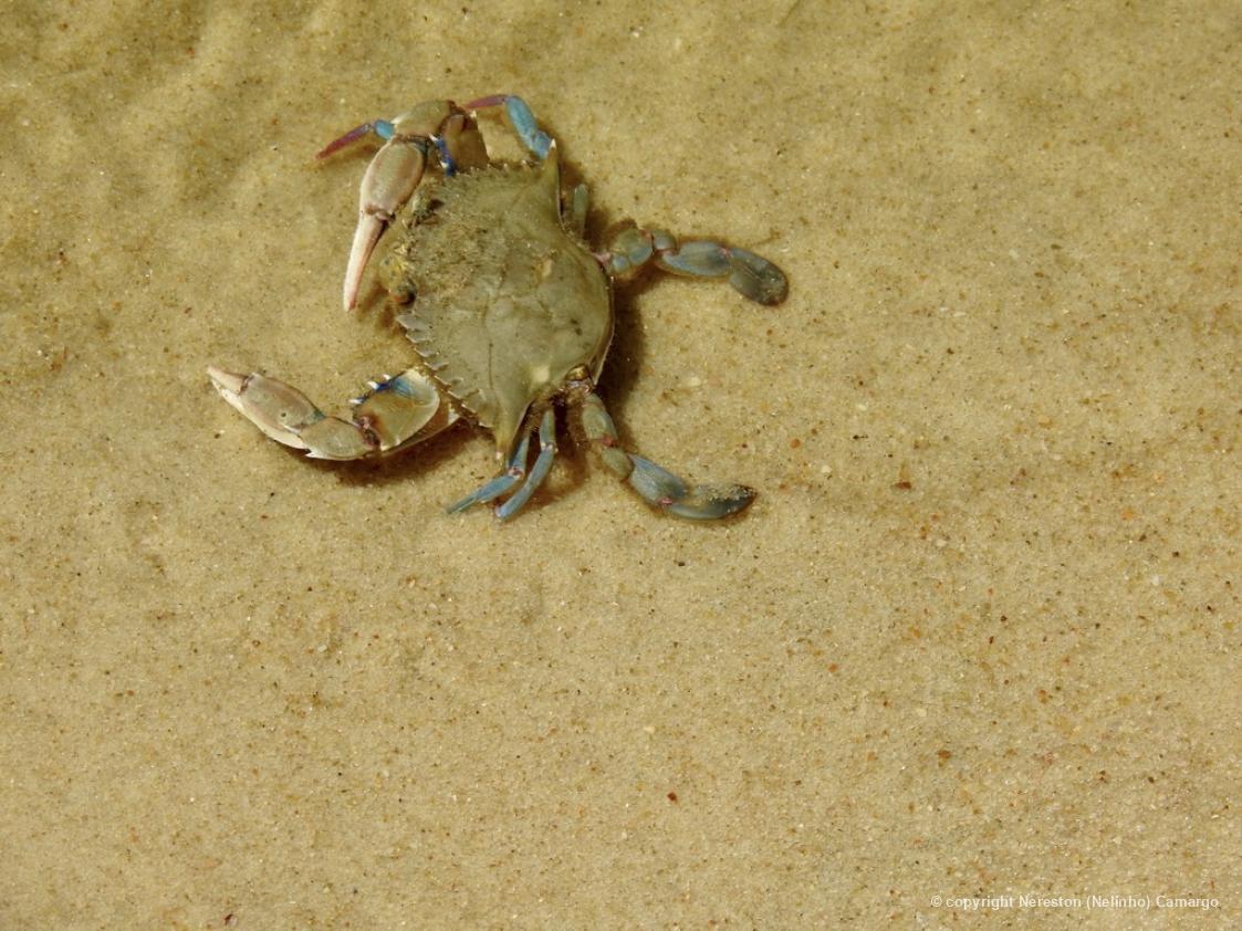 Siri-azul #269933 - Biofaces - Bring Nature Closer