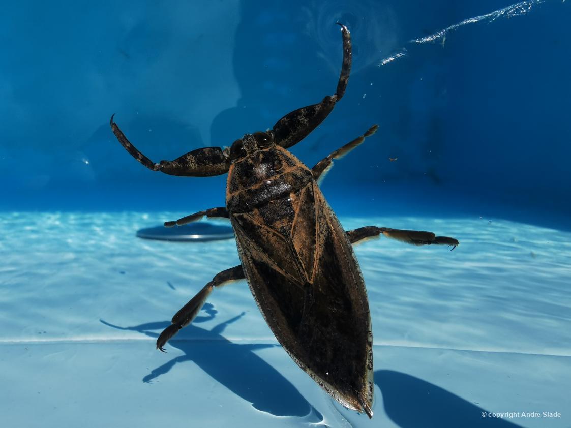 Besouro-gigante-da-água #265451 - Biofaces - Bring Nature Closer