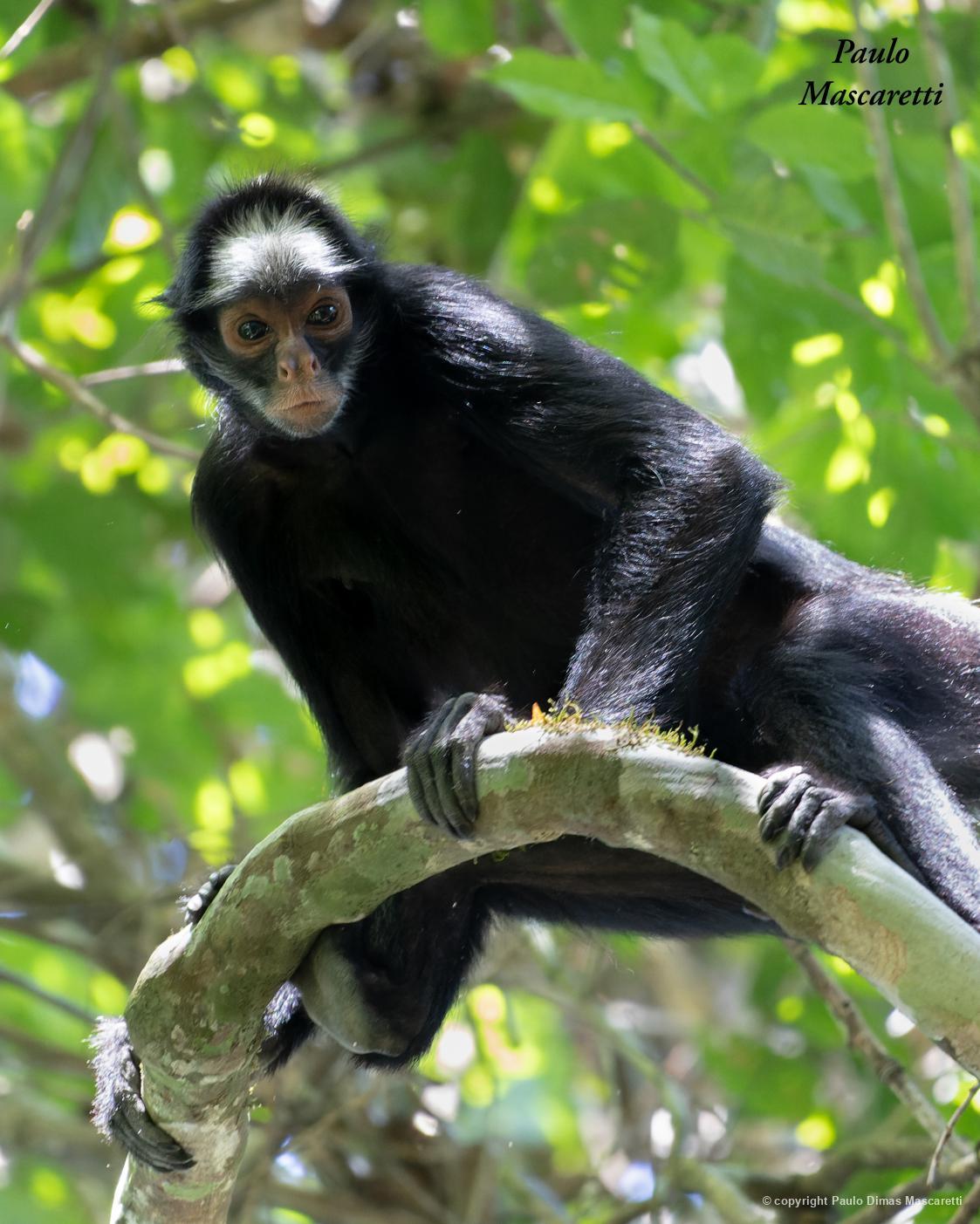 Macaco-aranha-de-testa-branca #282410 - Biofaces - Bring Nature Closer