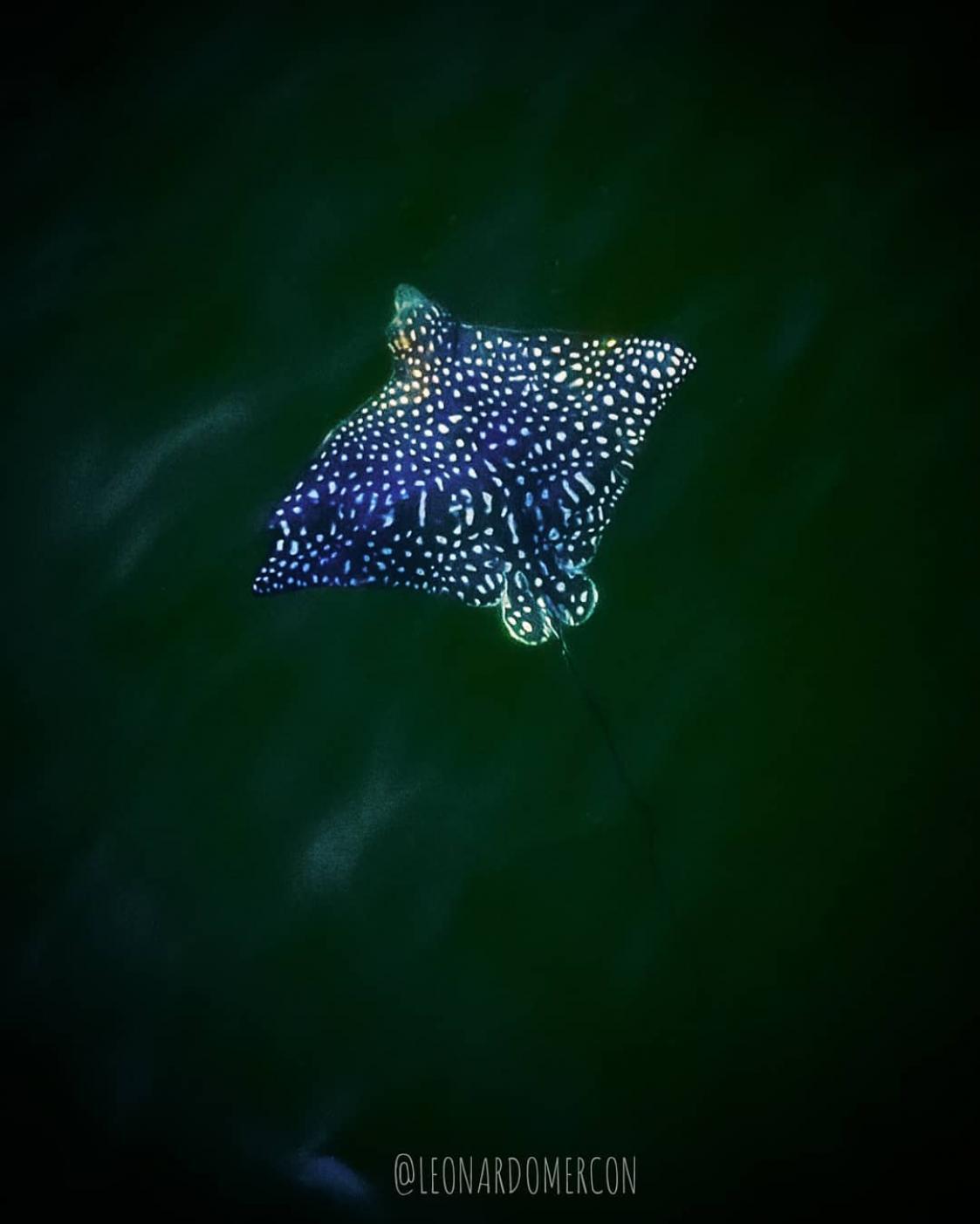 Raia-pintada #198161 - Biofaces - Bring Nature Closer