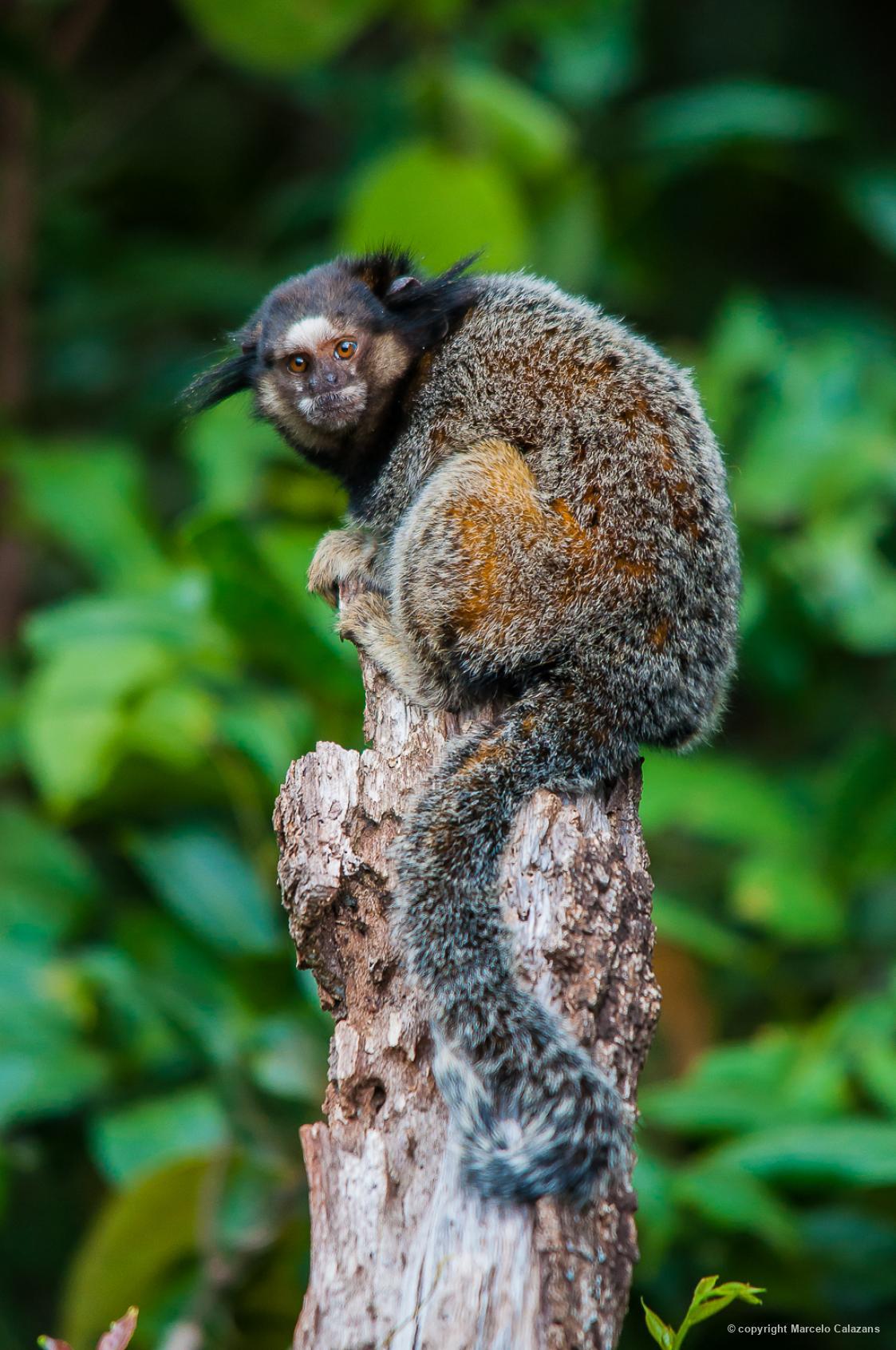 Mico #118173 - Biofaces - Bring Nature Closer