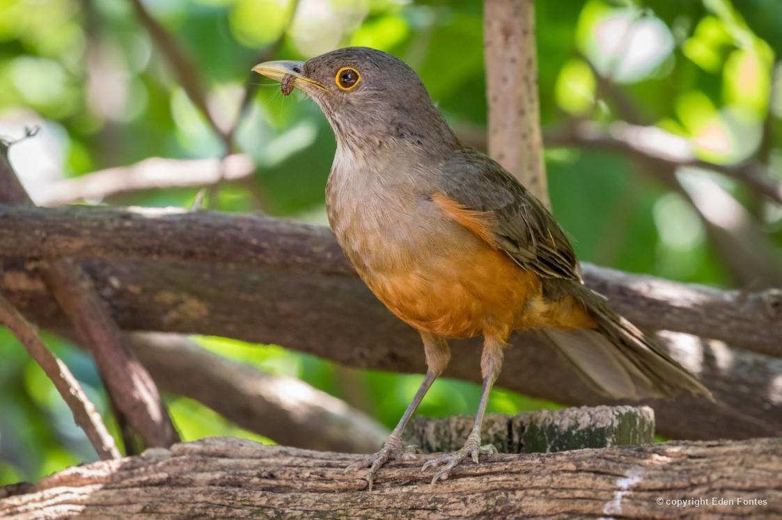 Sabiá-laranjeira - Rufous-bellied Thrush (Turdus rufiventris ...