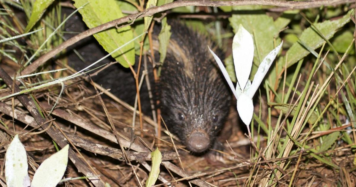 Jaratataca #1494 - Biofaces - Bring Nature Closer