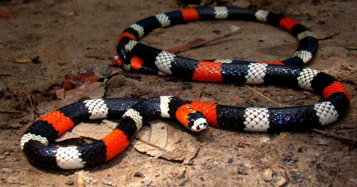 Micrurus ibiboboca [Not evaluated] - Biofaces - Bring Nature Closer