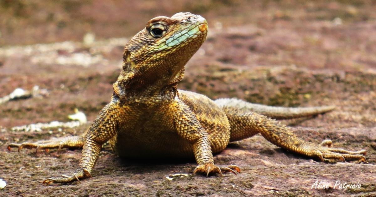 Pequeno #14047 - Biofaces - Bring Nature Closer