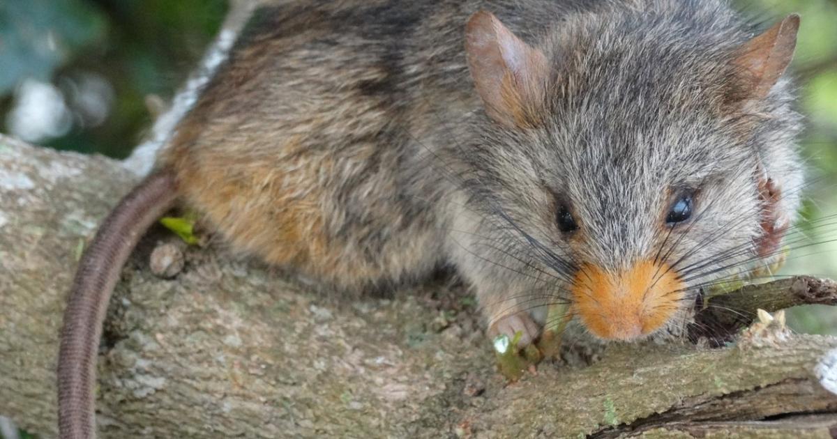 Rato-do-mato #17058 - Biofaces - Bring Nature Closer