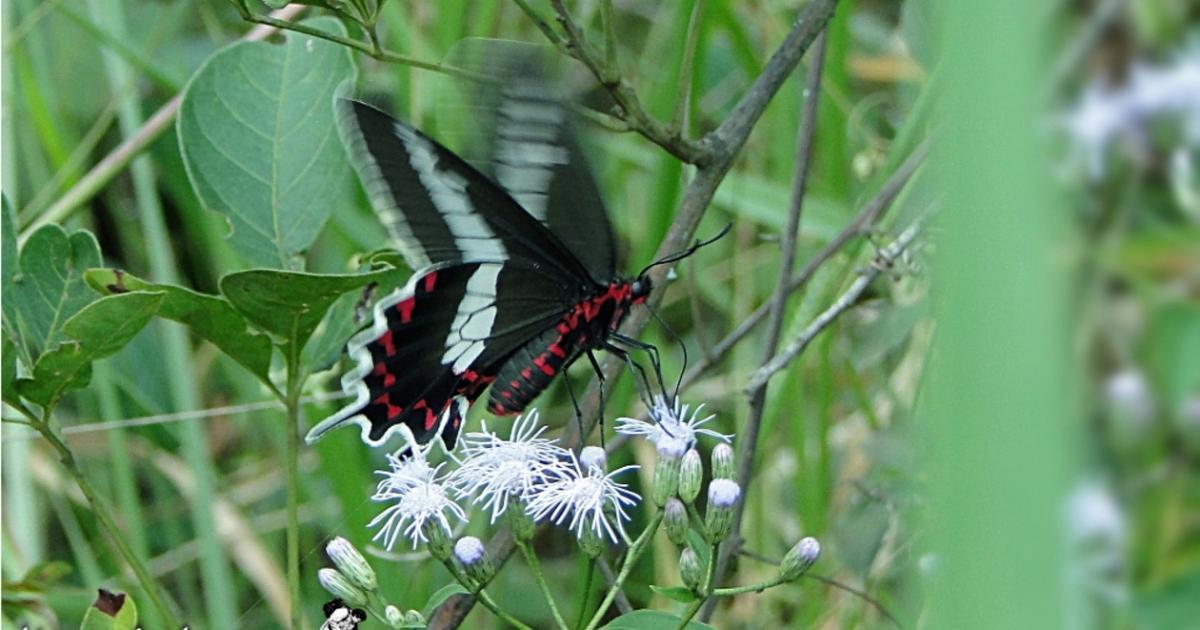 Borboleta #19143 - Biofaces - Bring Nature Closer