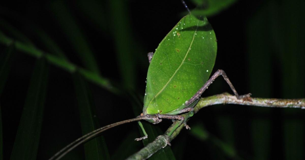 Bicho-folha #19653 - Biofaces - Bring Nature Closer