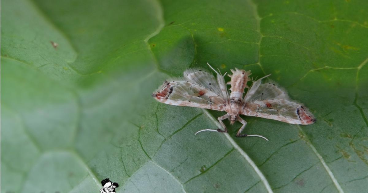 Neoleucinodes elegantalis [Not evaluated] - Biofaces - Bring Nature Closer