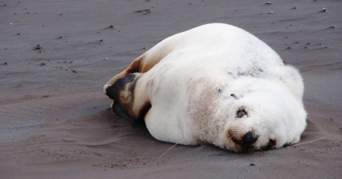 Lobo-marinho-antártico #29881 - Biofaces - Bring Nature Closer