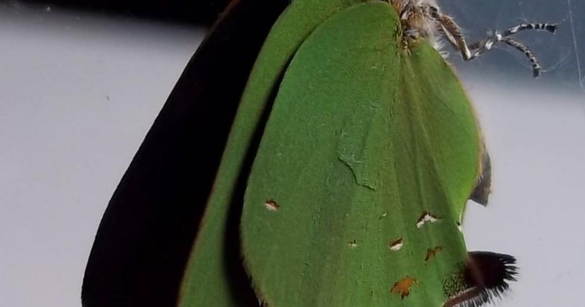 Cyanophrys #33712 - Biofaces - Bring Nature Closer