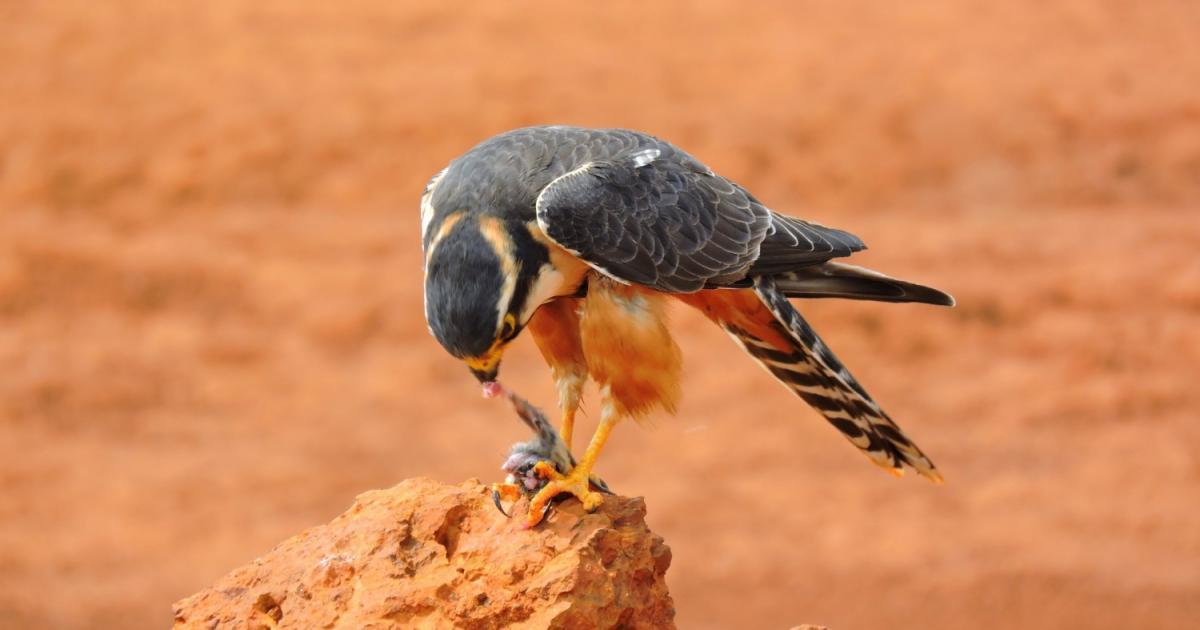 Falco #34899 - Biofaces - Bring Nature Closer