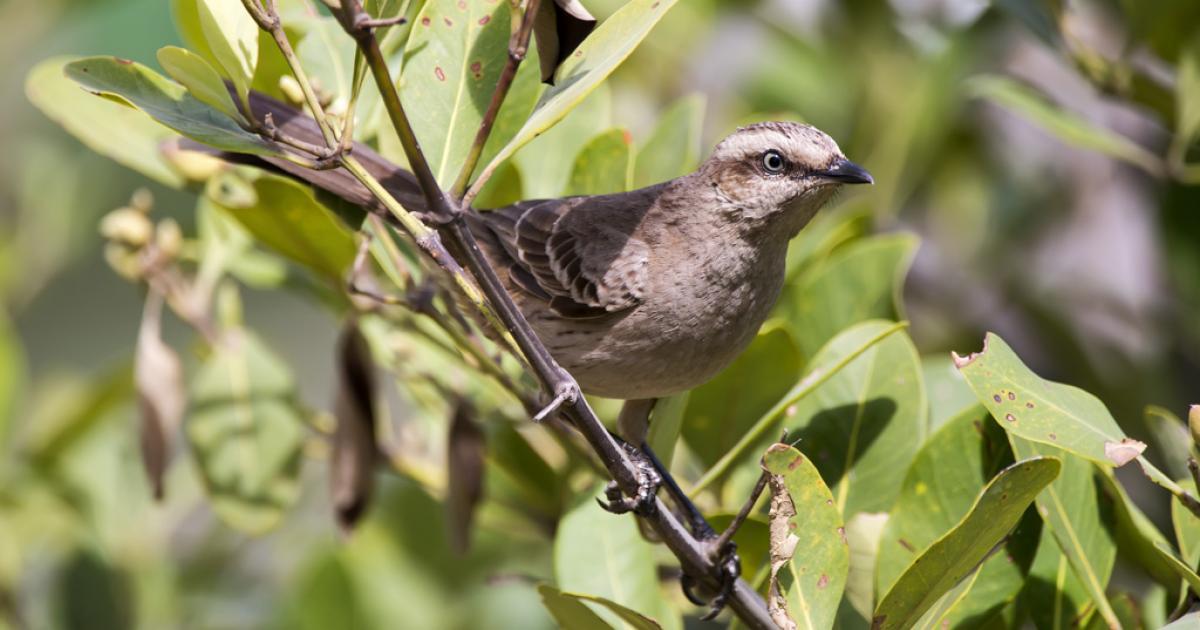 sabiá-do-campo #33742 - Biofaces - Bring Nature Closer