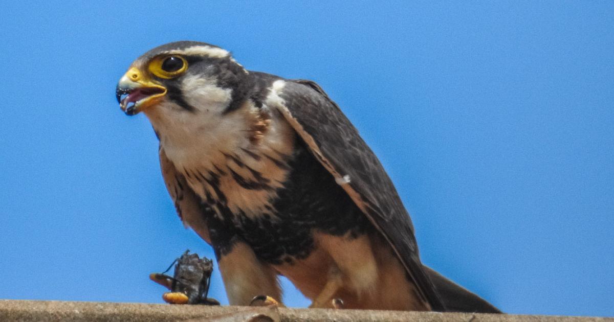 Falco #53379 - Biofaces - Bring Nature Closer