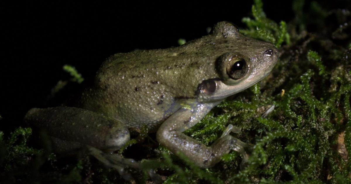 Scinax #58877 - Biofaces - Bring Nature Closer