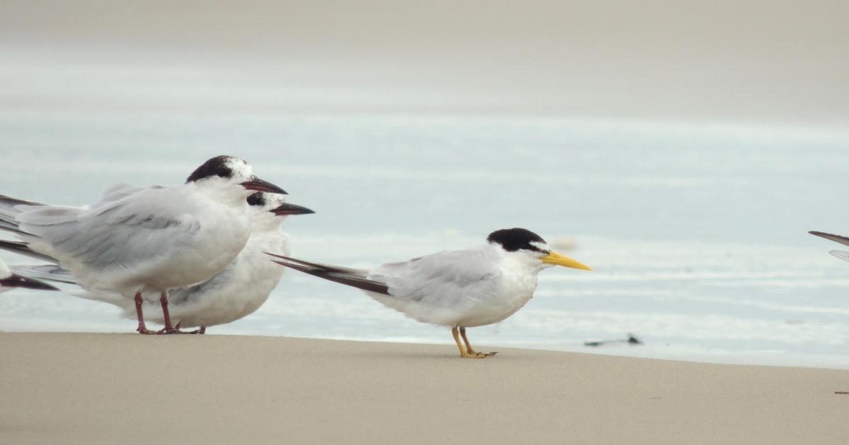 Sternula #63953 - Biofaces - Bring Nature Closer