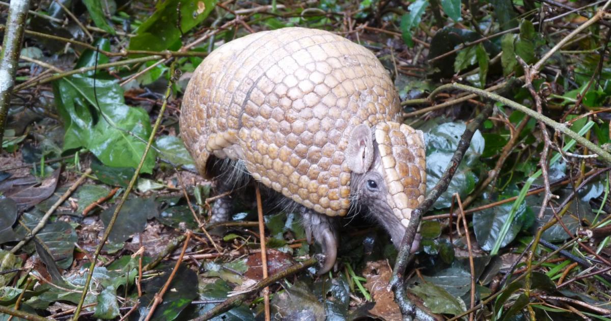 Tatu #74212 - Biofaces - Bring Nature Closer