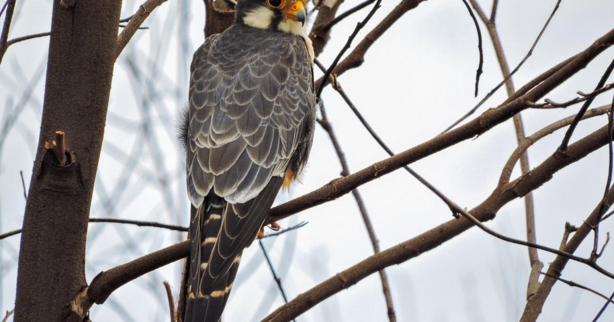 Falco #77562 - Biofaces - Bring Nature Closer