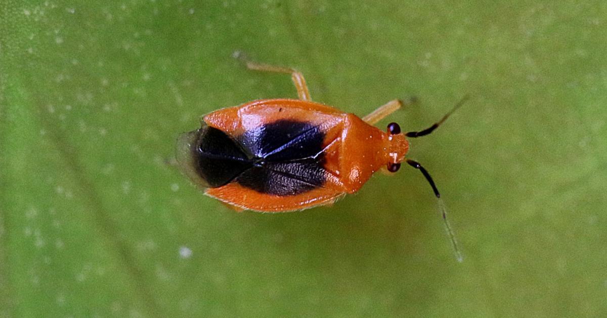 PERCEVEJO #79339 - Biofaces - Bring Nature Closer