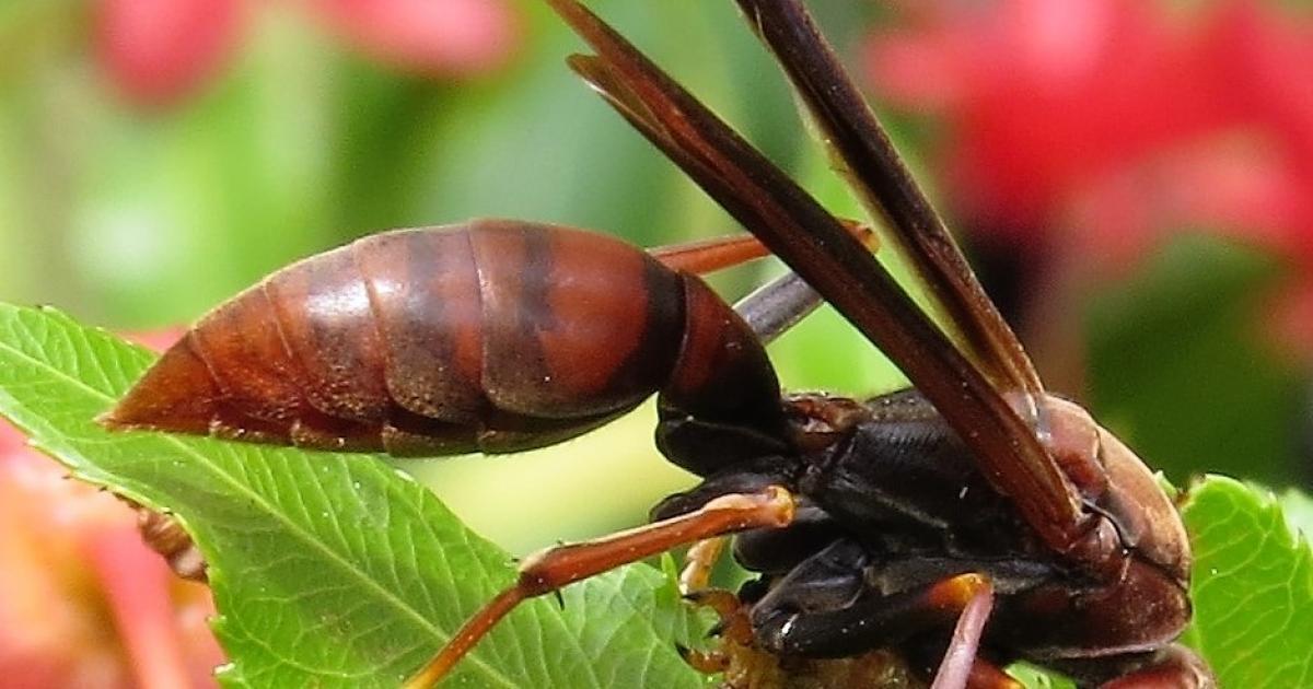 Marimbondo #89174 - Biofaces - Bring Nature Closer