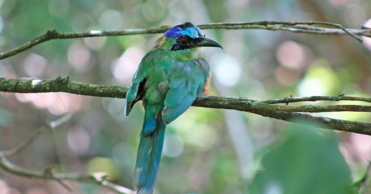 Udu-de-coroa-azul #98212 - Biofaces - Bring Nature Closer