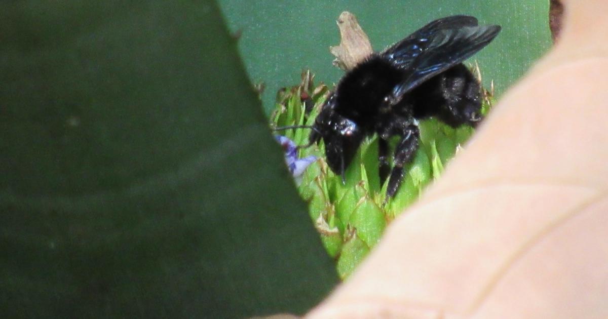 Mangangá #106476 - Biofaces - Bring Nature Closer