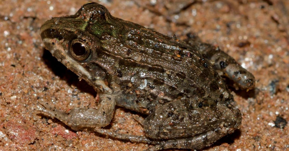 Leptodactylus #120304 - Biofaces - Bring Nature Closer