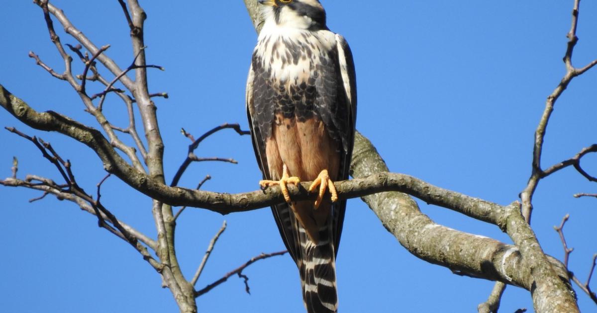 Falco #120882 - Biofaces - Bring Nature Closer