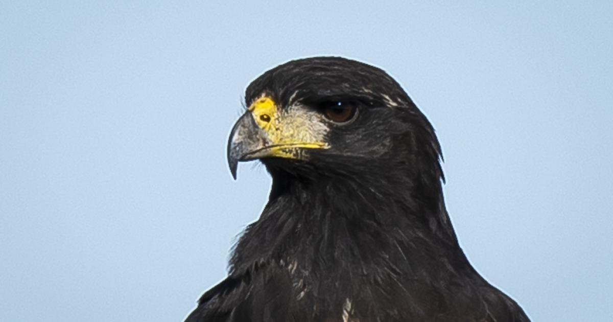 Gavião-preto #128853 - Biofaces - Bring Nature Closer