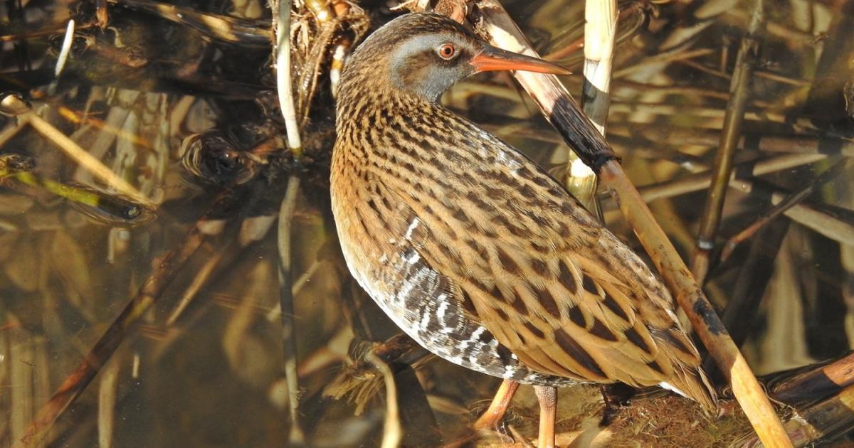 Rallus #129973 - Biofaces - Bring Nature Closer