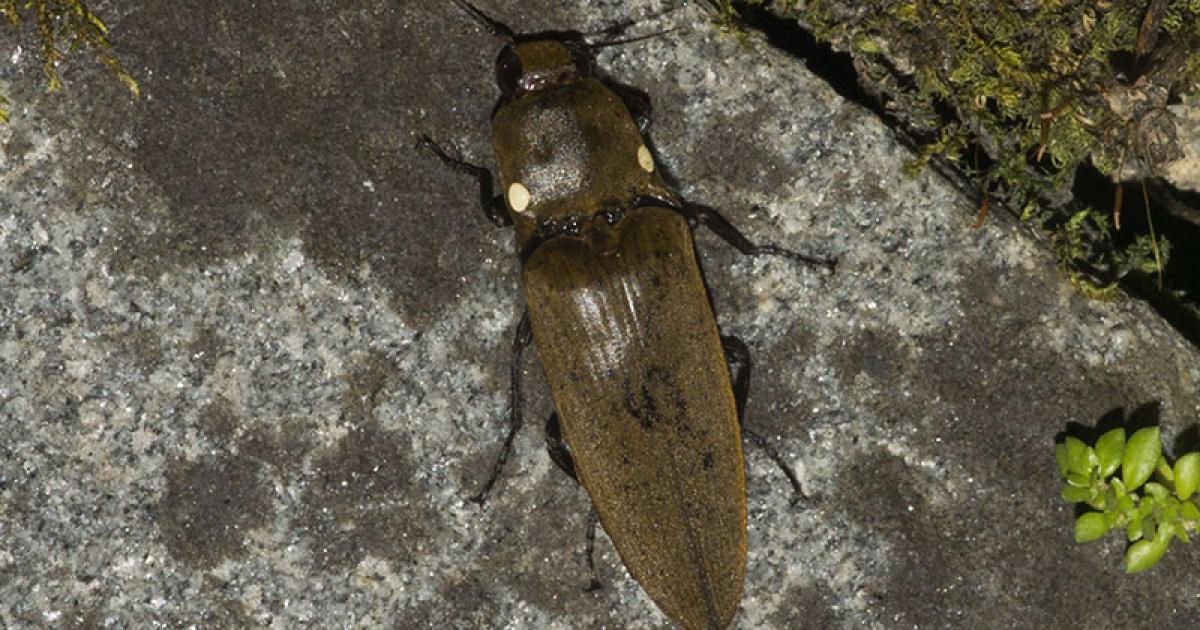 Pyrophorus #130490 - Biofaces - Bring Nature Closer