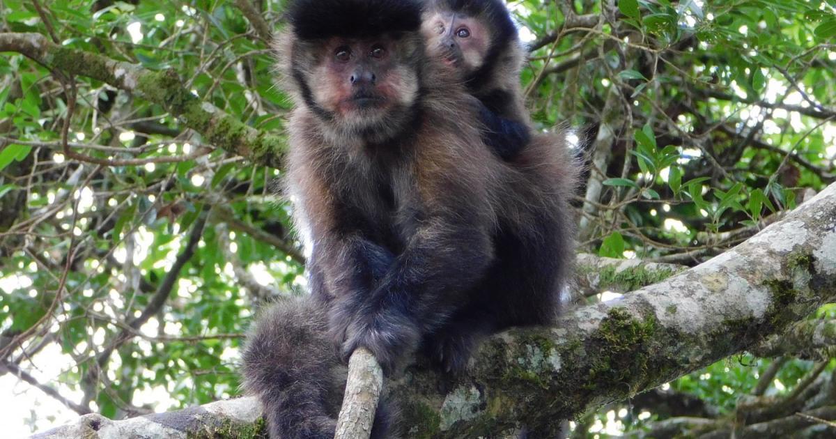 Sapajus #133104 - Biofaces - Bring Nature Closer