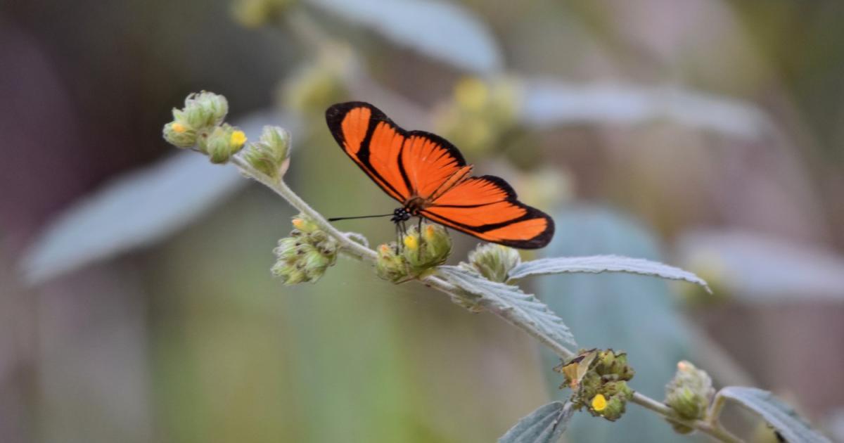 Borboleta #152000 - Biofaces - Bring Nature Closer