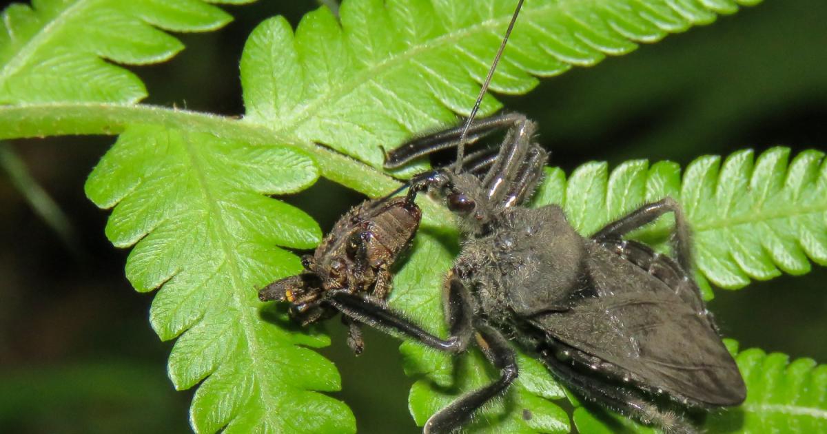 Apiomerus #162737 - Biofaces - Bring Nature Closer