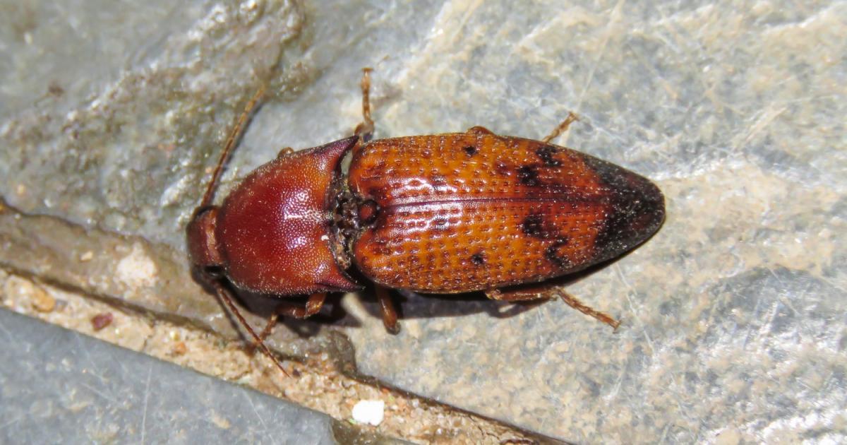 Conoderus sp - Biofaces - Bring Nature Closer